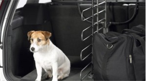 Buy Original Volvo Cargo Divider | Volvo Dealer Accessories